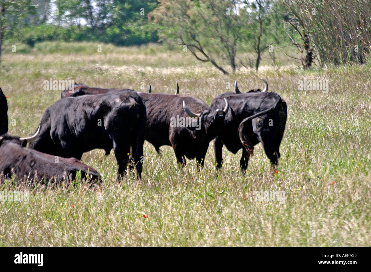 Camargue stiere hi-res stock photography and images - Alamy