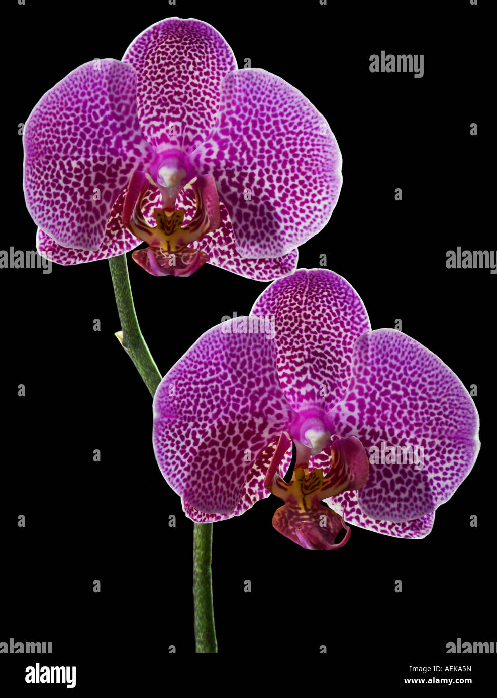 Phalaenopsis Orchid (moth orchid Stock Photo - Alamy