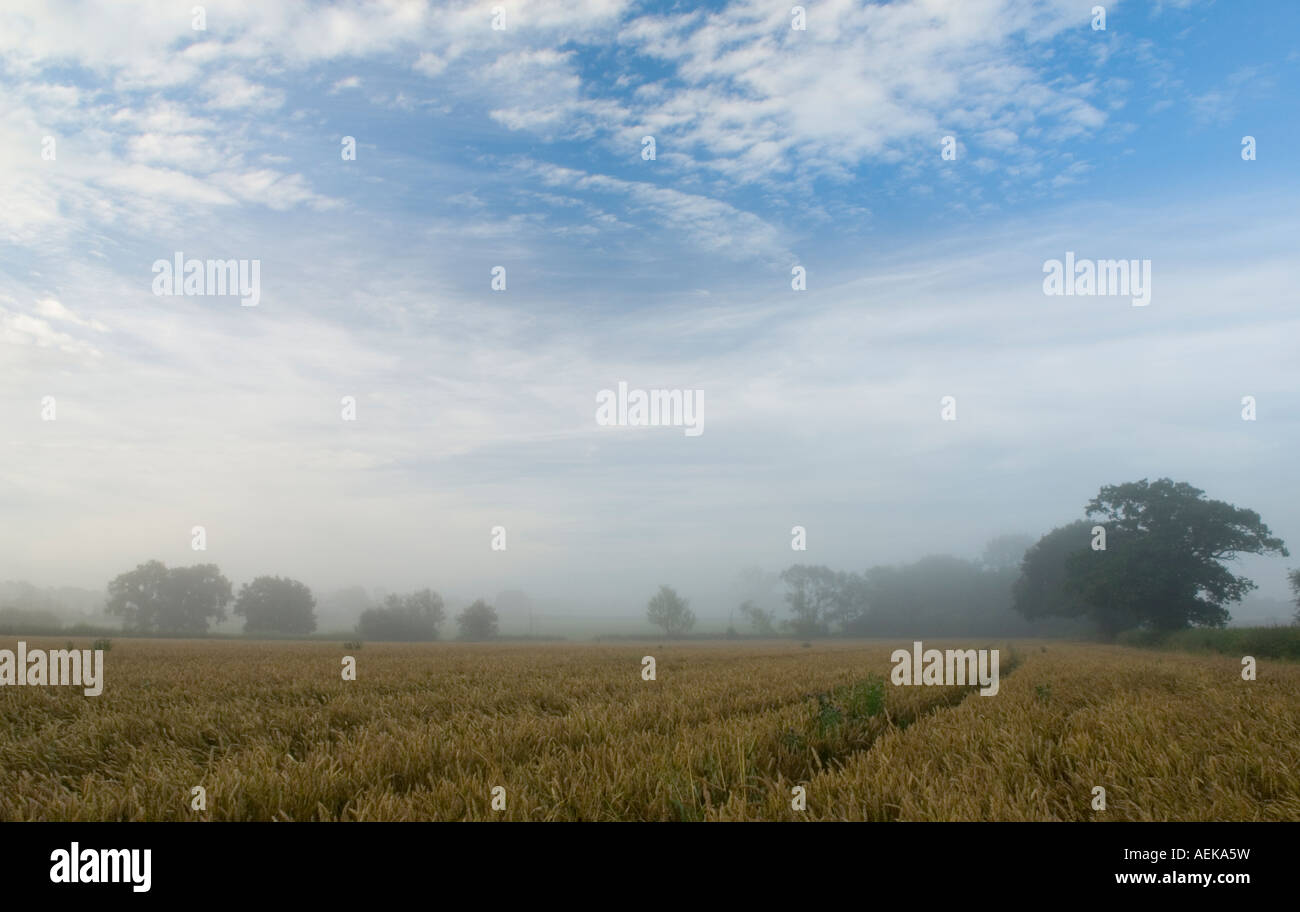Wheat Field at Dawn Stock Photo - Alamy