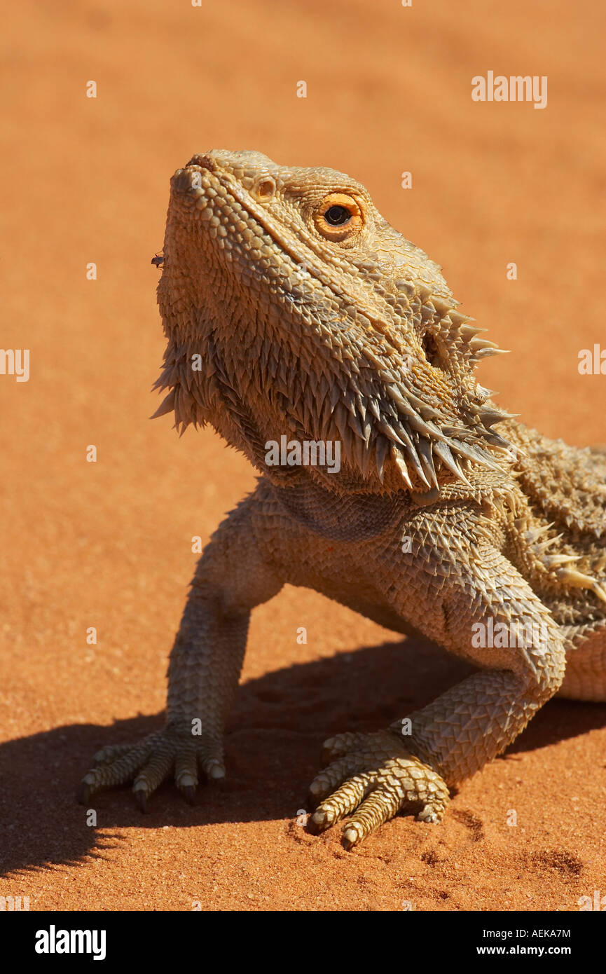 South australian dragons hi-res stock photography and images - Alamy