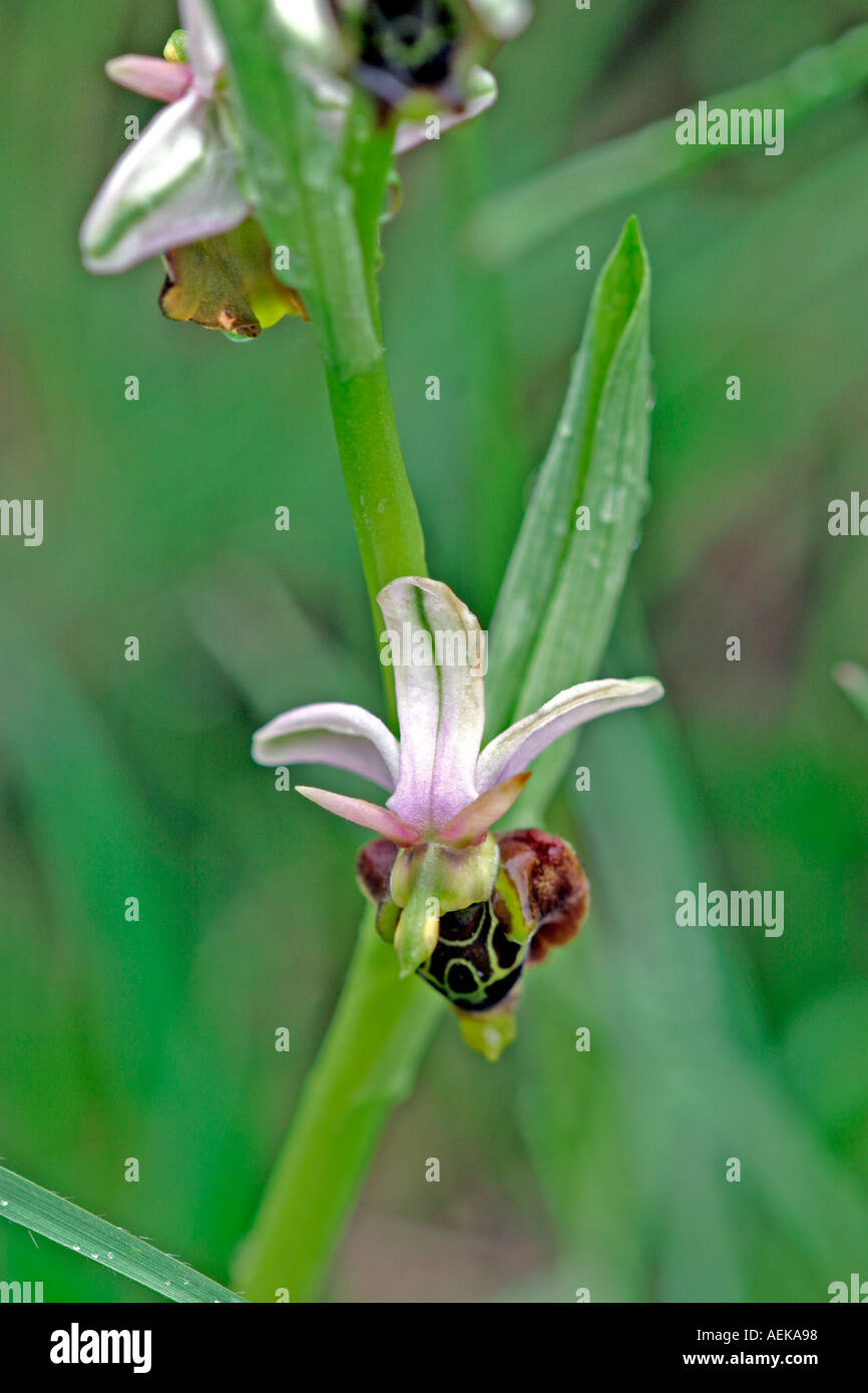 Wiesen Hummel High Resolution Stock Photography and Images - Alamy
