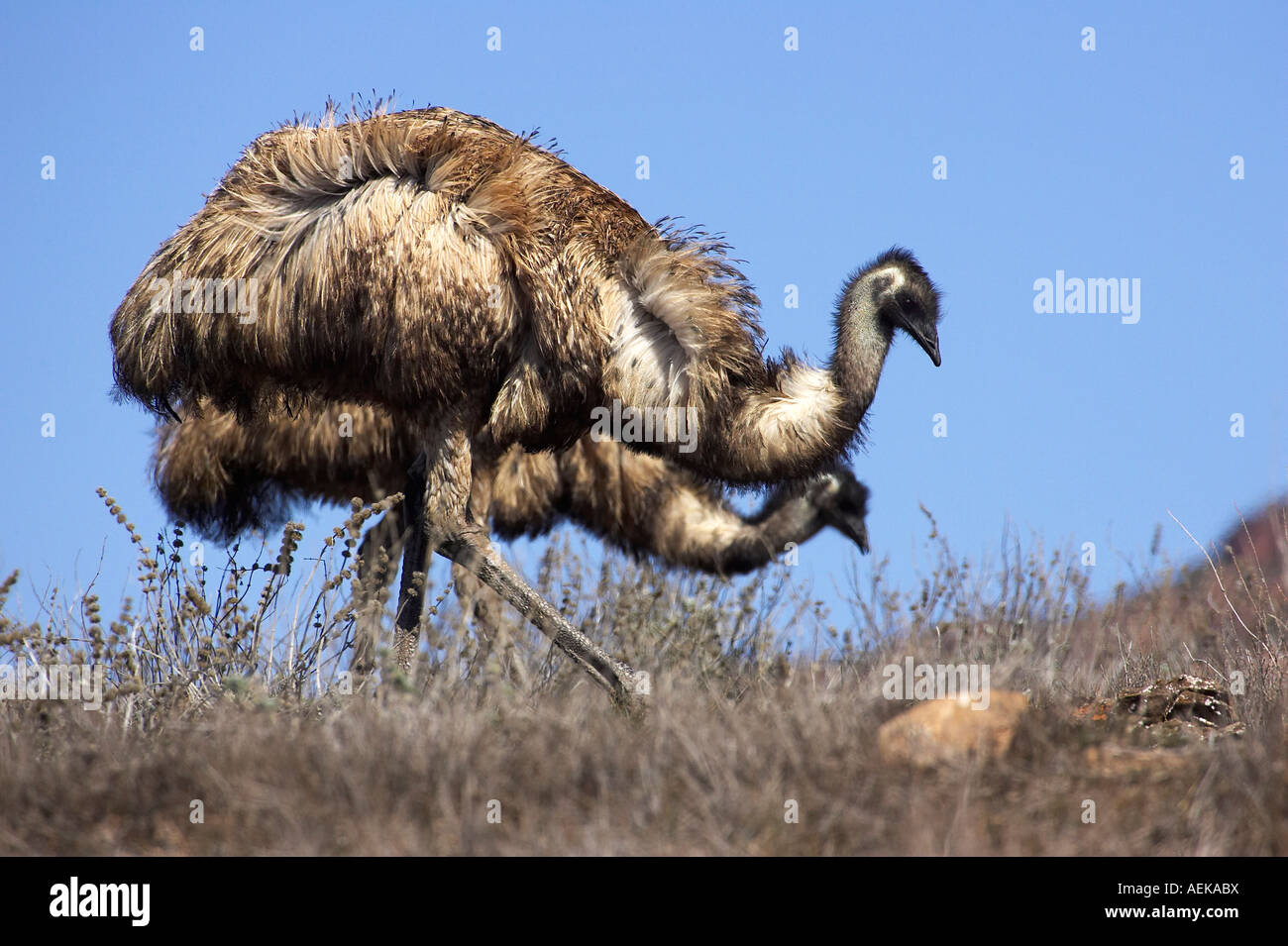 Animals of flinders ranges hi-res stock photography and images - Alamy