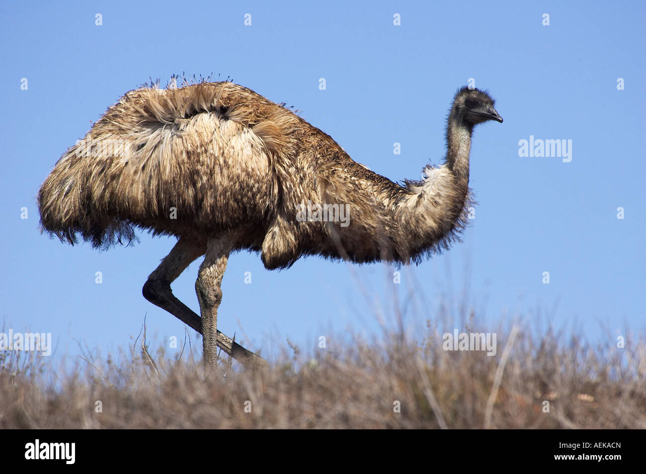 Birds of flinders ranges hi-res stock photography and images - Alamy