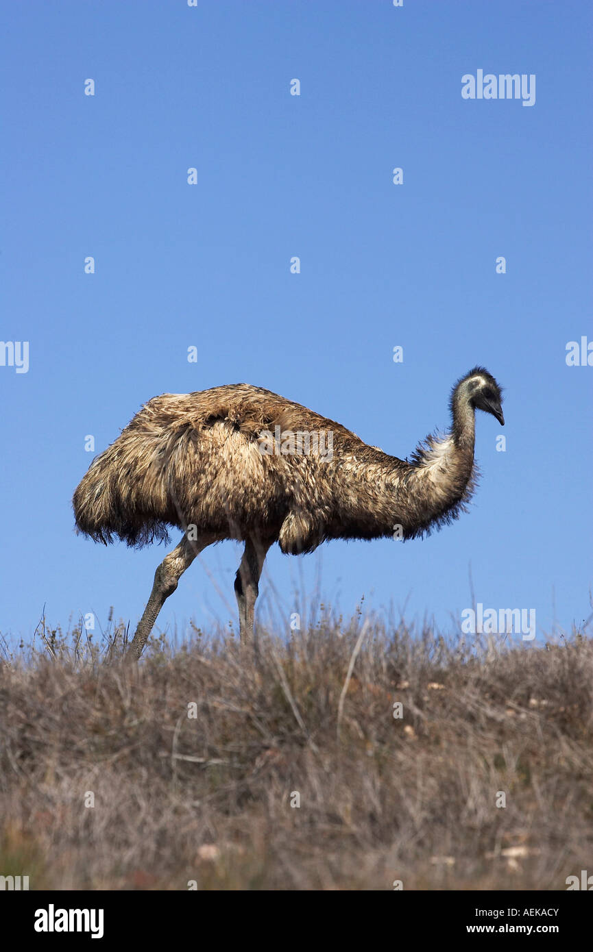 Emu Dromaius novaehollandiae Flinders Ranges South Australia Australia ...