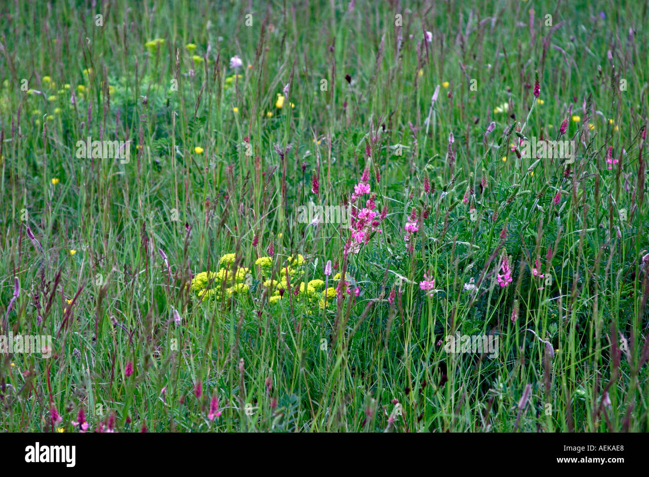 Rhein wiesen hi-res stock photography and images - Alamy