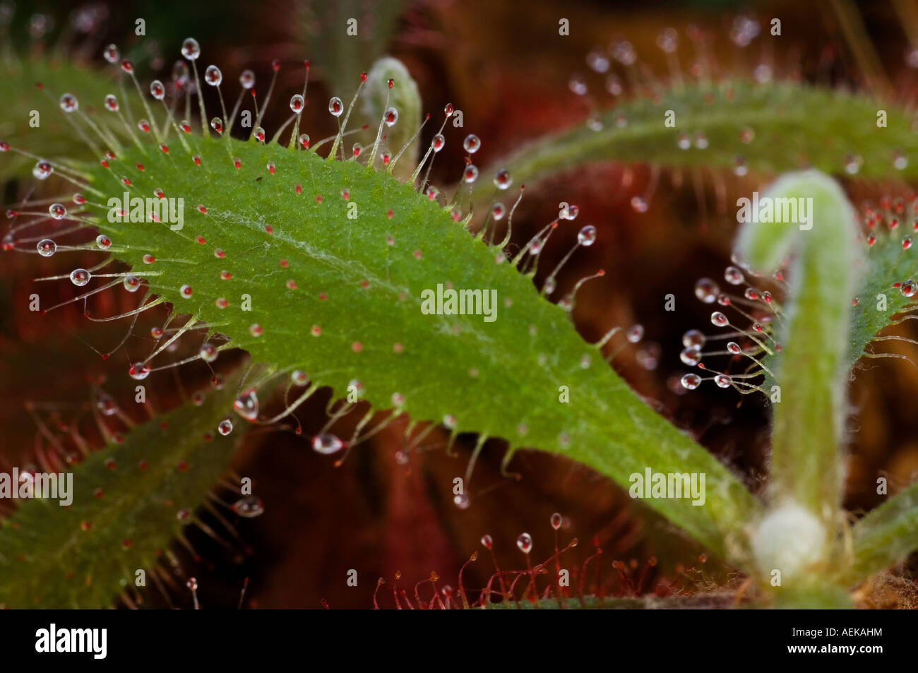 Closeup photo of a lance leafed sundew Drosera adelae Stock Photo - Alamy