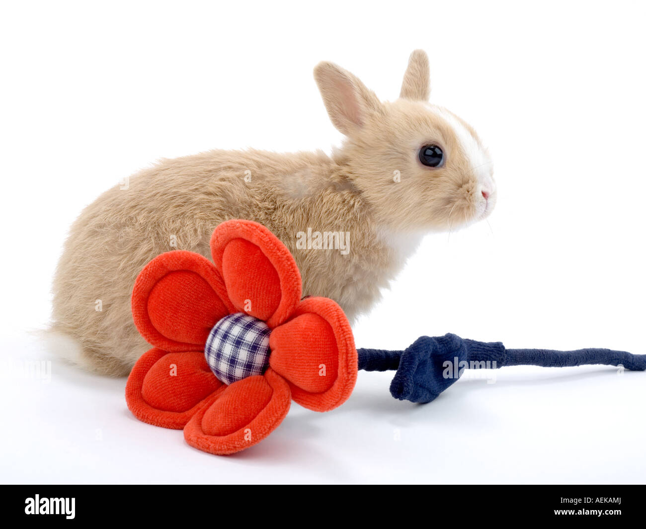 baby bunny with red flower Stock Photo - Alamy