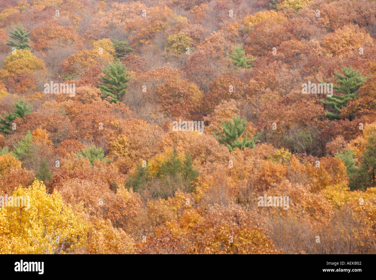 Autumn leaves turn and fall for the season in New Jersey Stock Photo ...