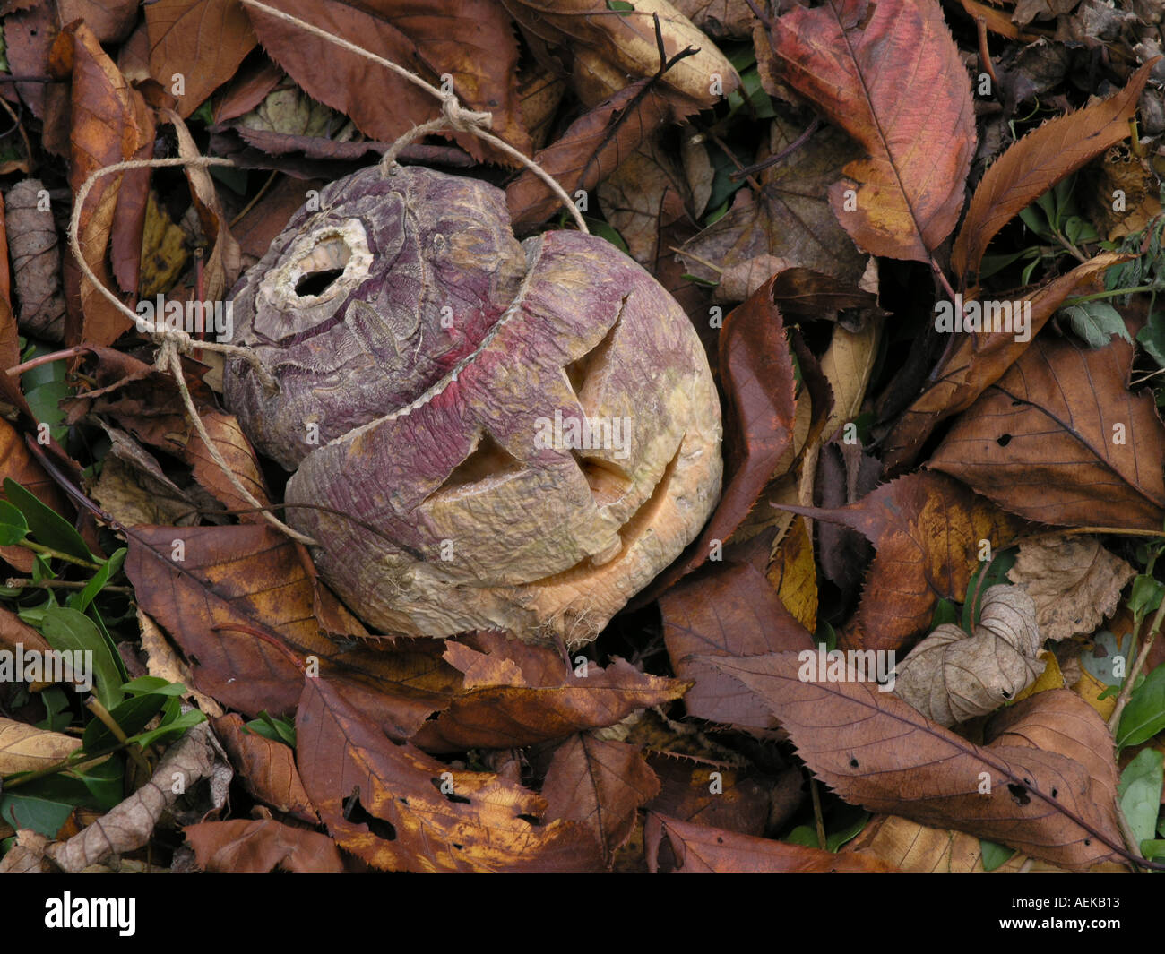 Halloween turnip or swede lantern in a pile of leaves Stock Photo - Alamy