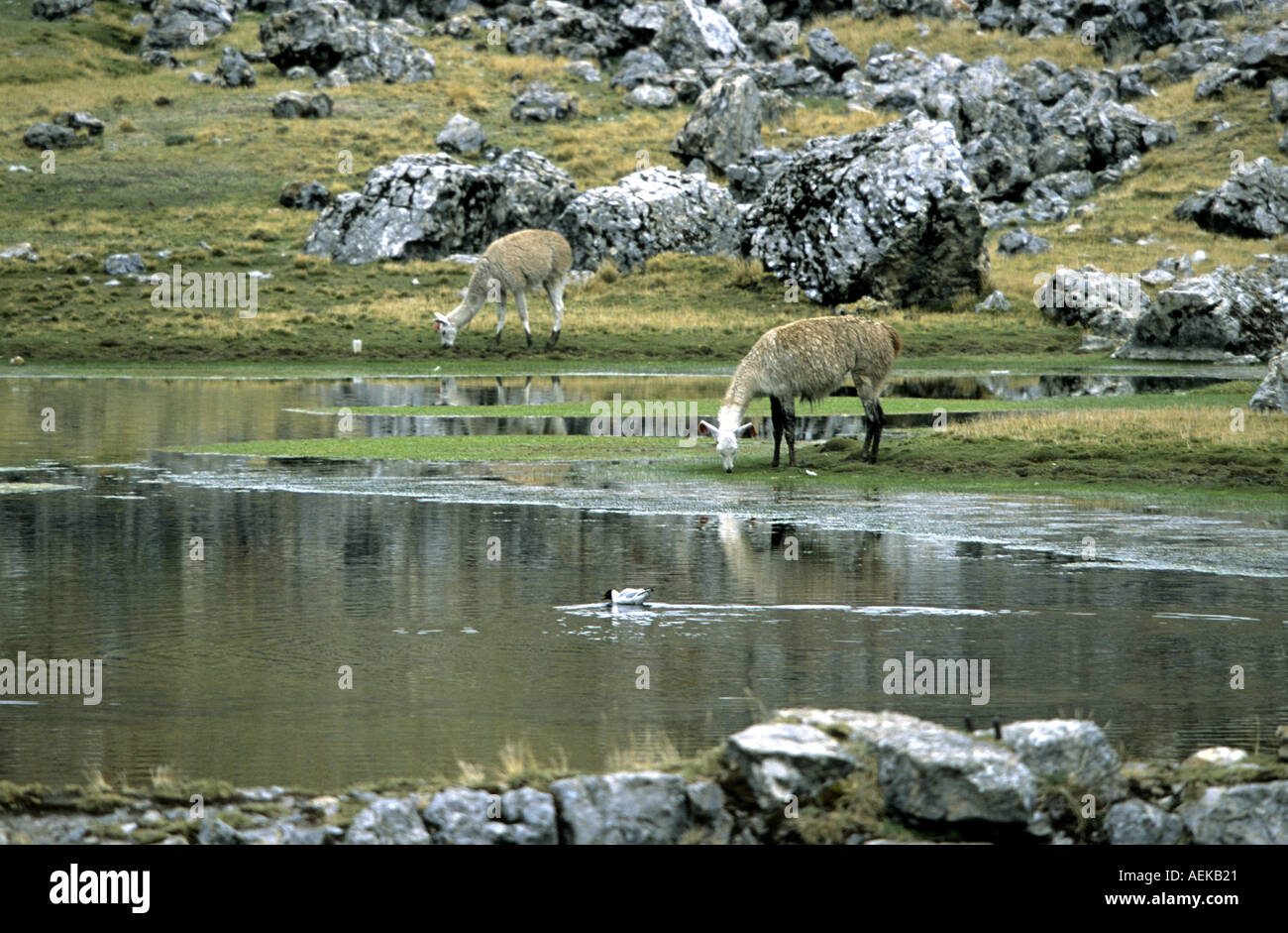 Llamas de peru hi-res stock photography and images - Alamy