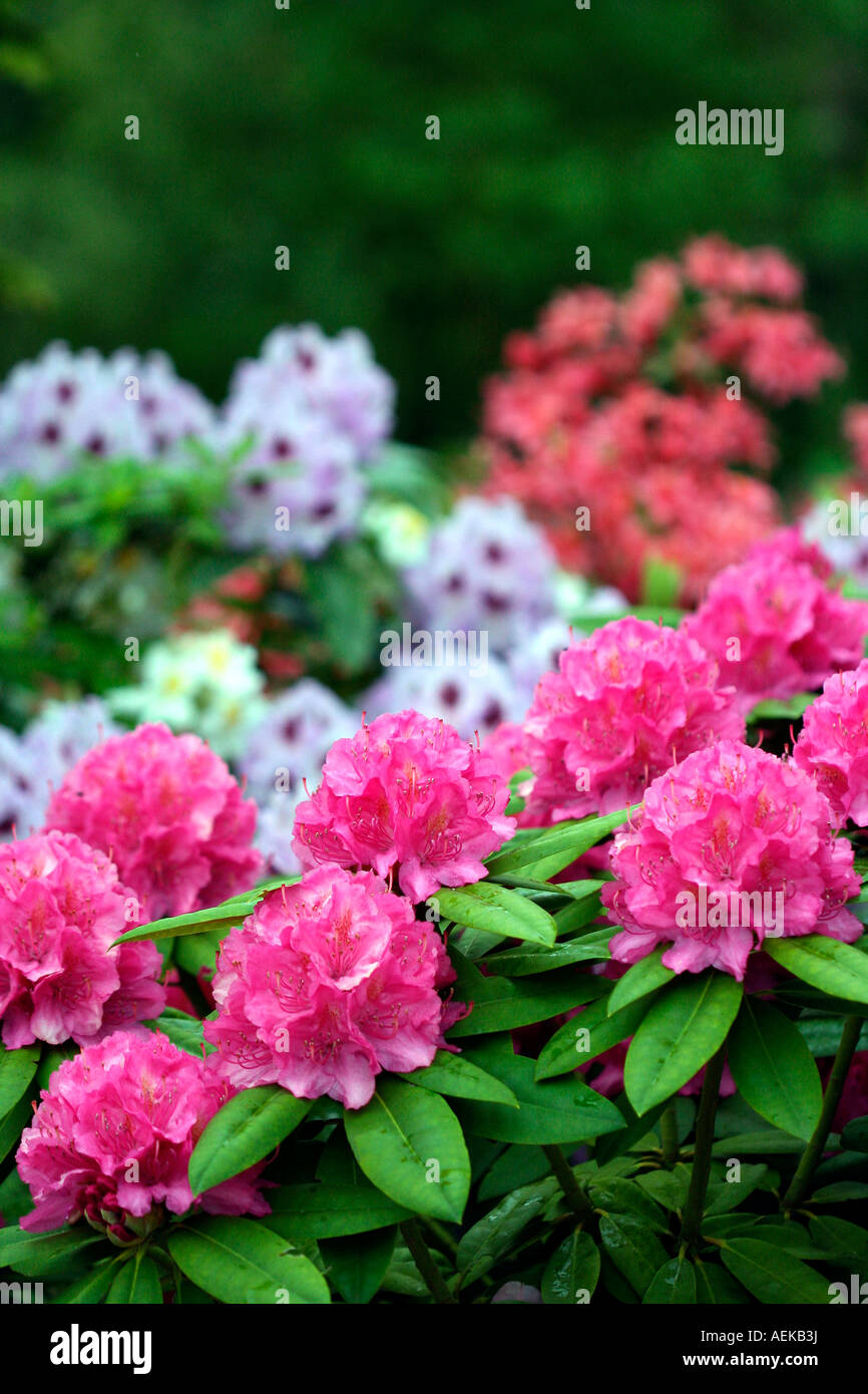 Azalea border hi-res stock photography and images - Alamy