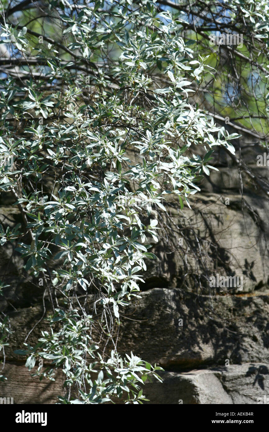 crown of a tree Stock Photo - Alamy