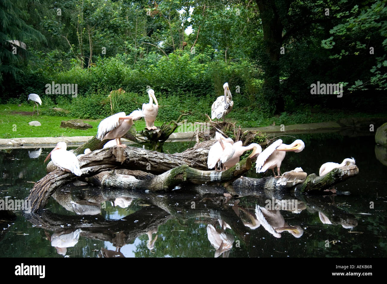 Pelicans in a zoo Stock Photo - Alamy