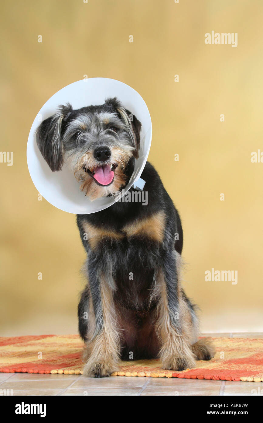 Mixed Breed Dog with protection funnel Stock Photo - Alamy