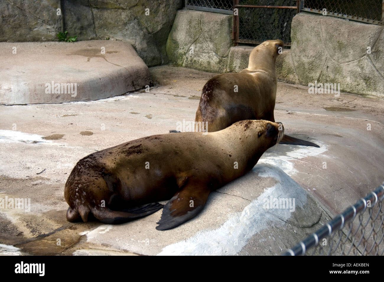 Sea lions zoo hi-res stock photography and images - Alamy