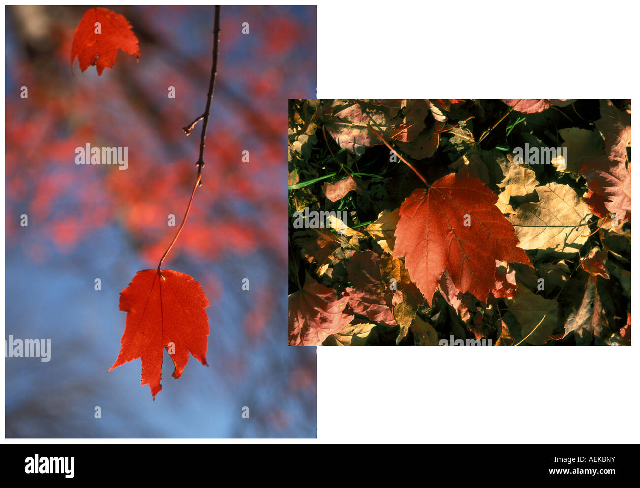 The last leaves are falling hi-res stock photography and images - Alamy