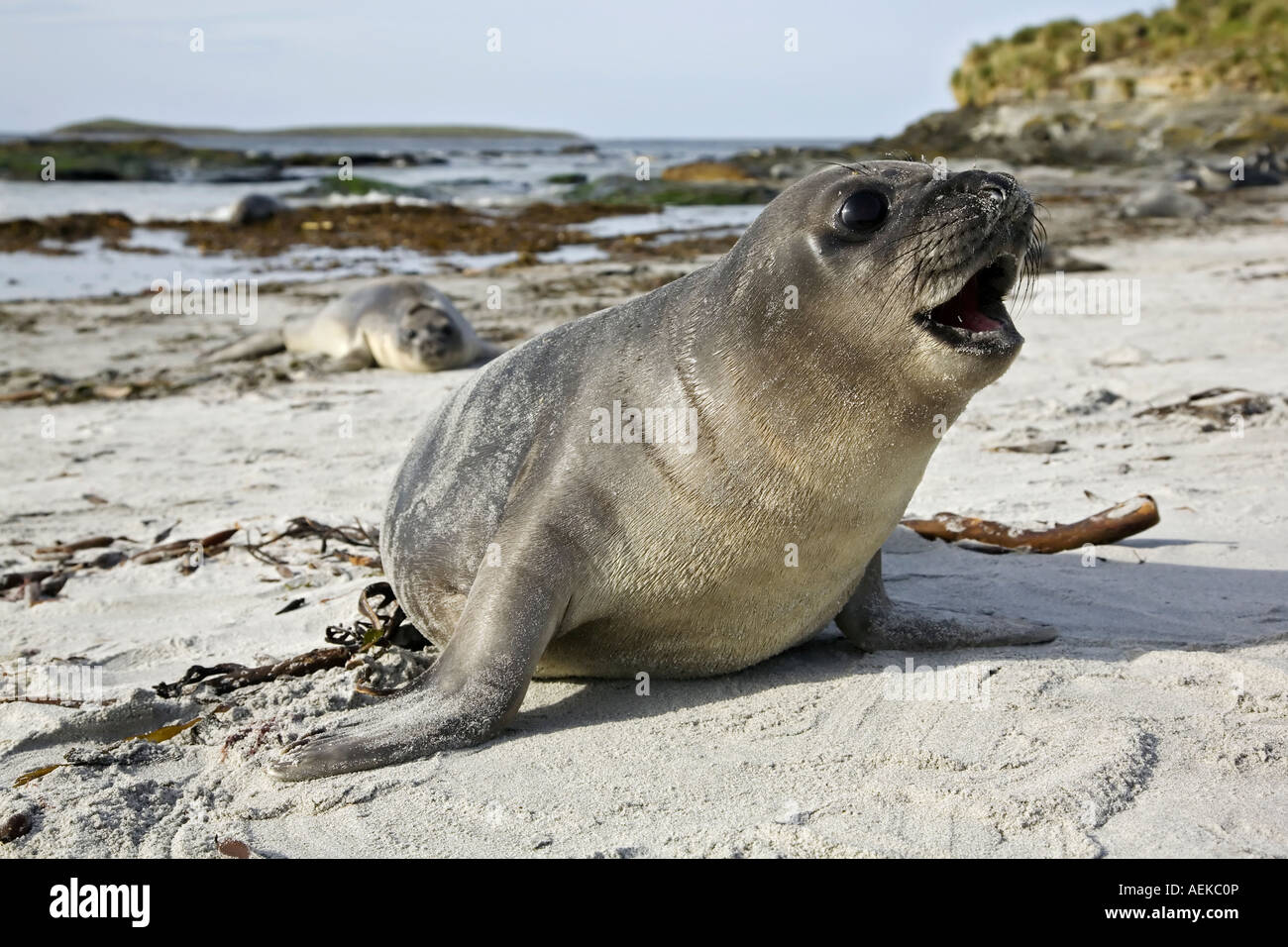 A young Southern Elephant Seal Pup on the beach Stock Photo - Alamy