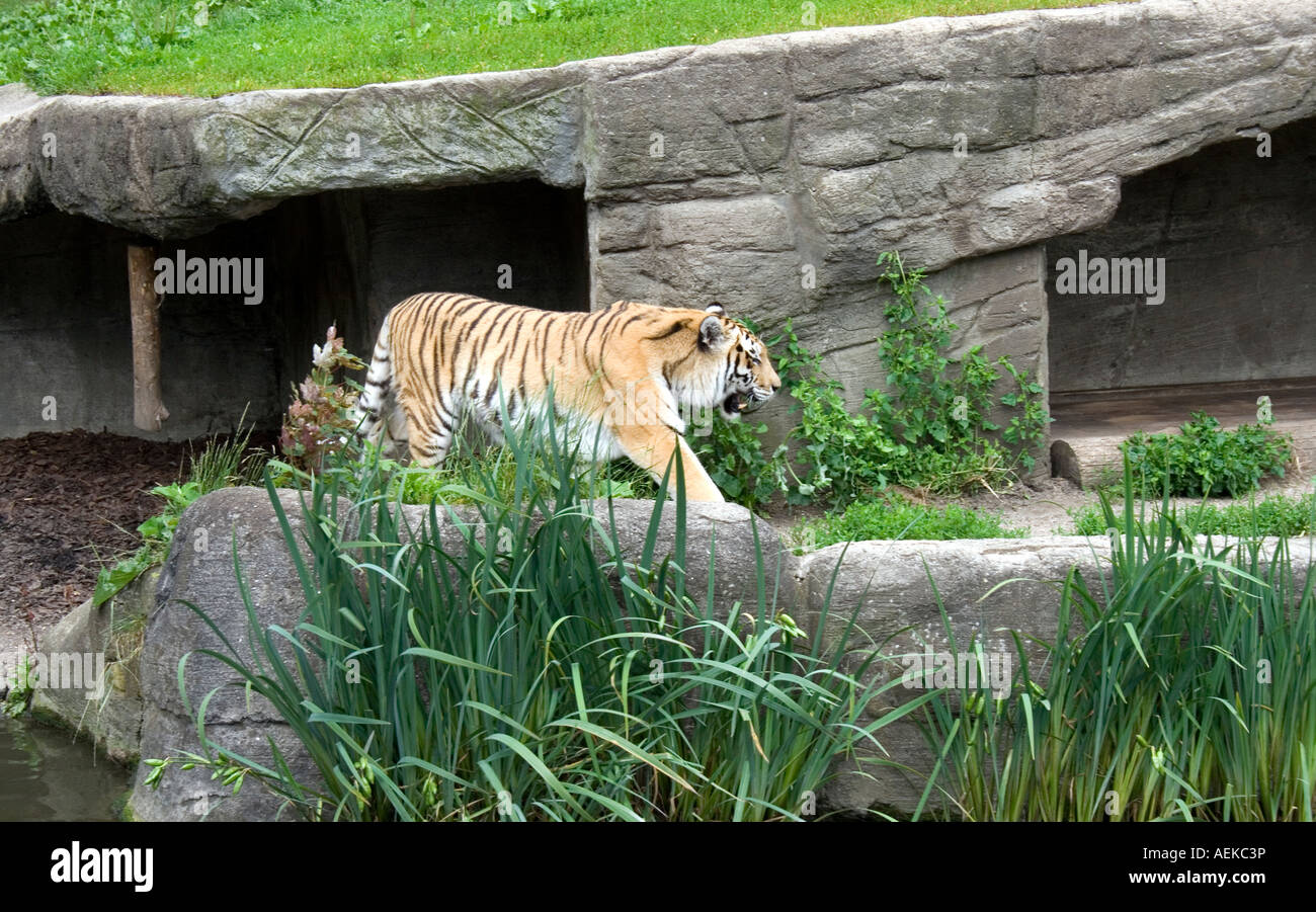 Siberian Tiger in a zoo Stock Photo - Alamy