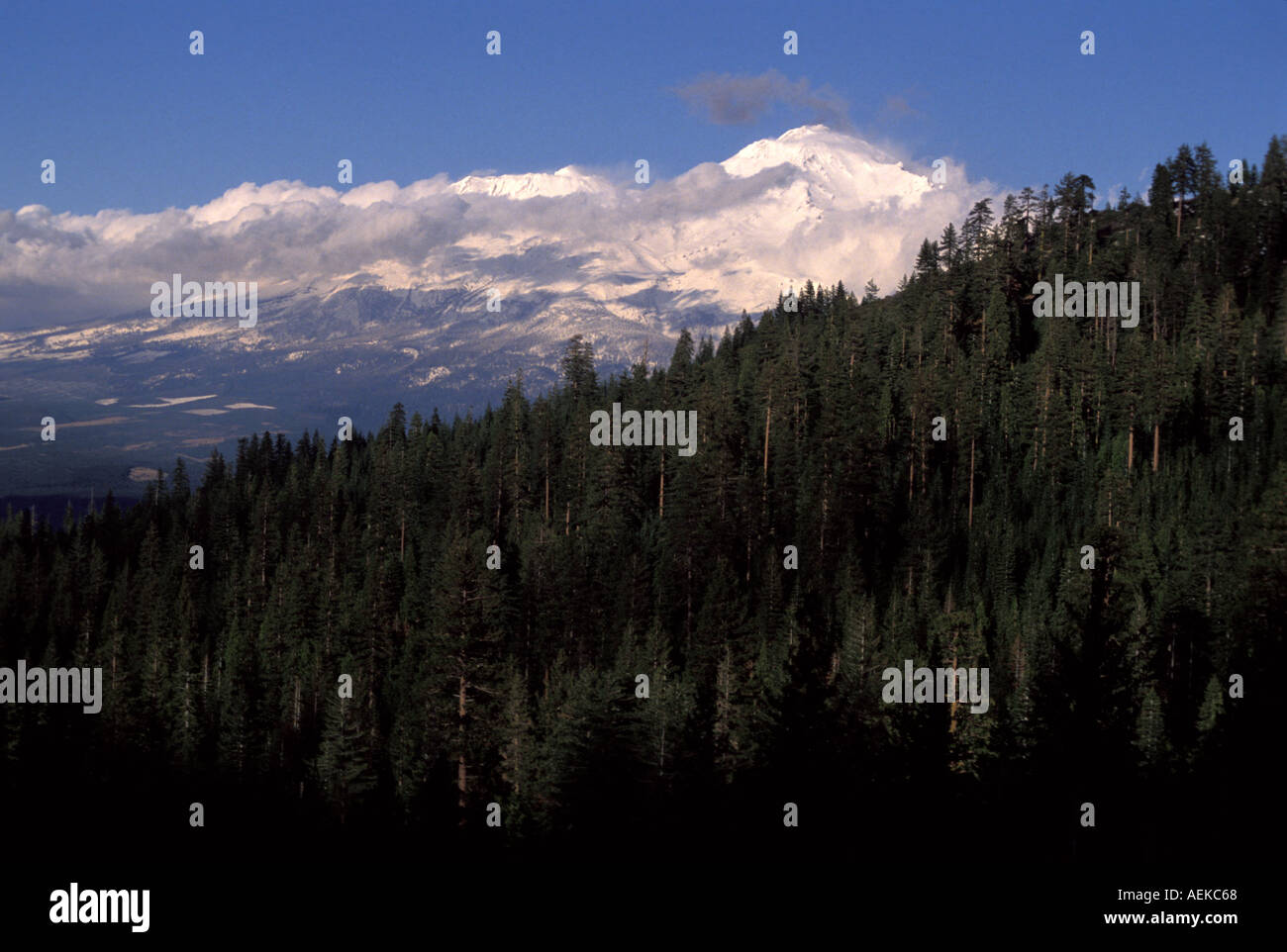 Shasta fir hi-res stock photography and images - Alamy