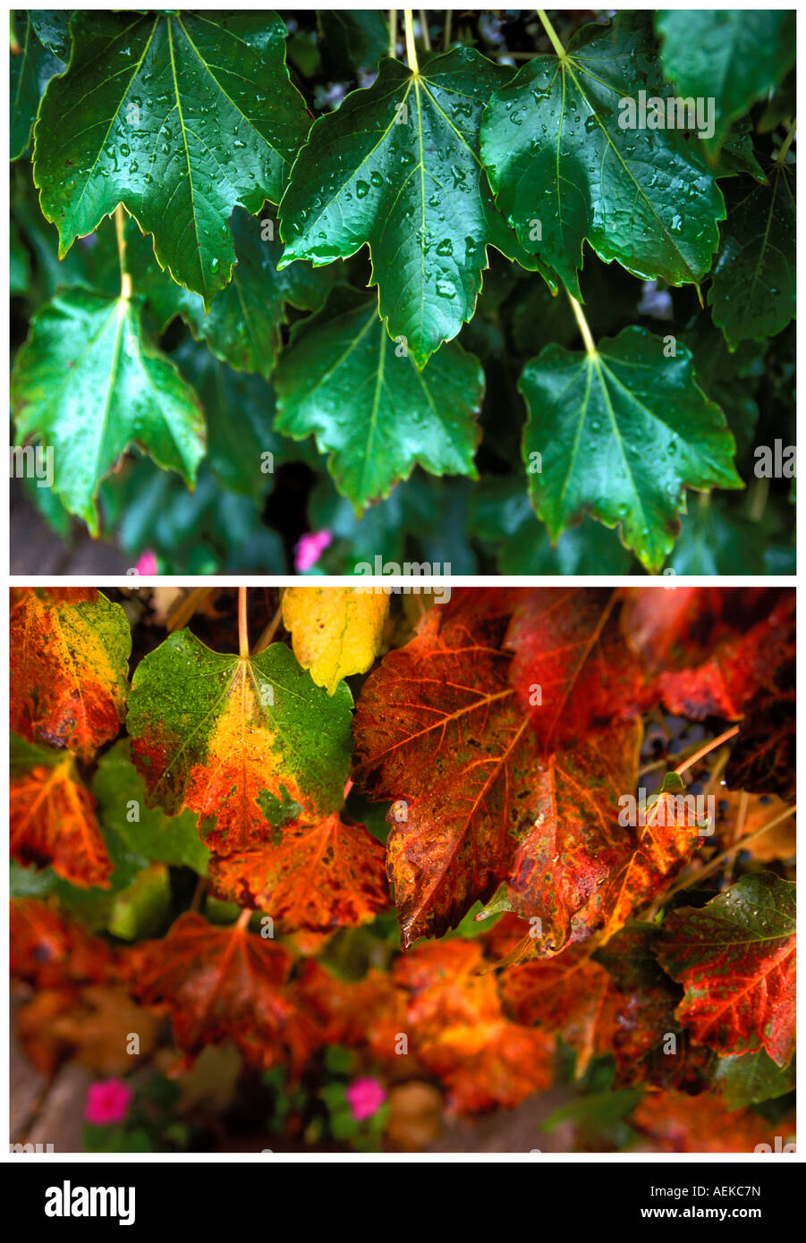 Before and after Colors of leaves Stock Photo - Alamy