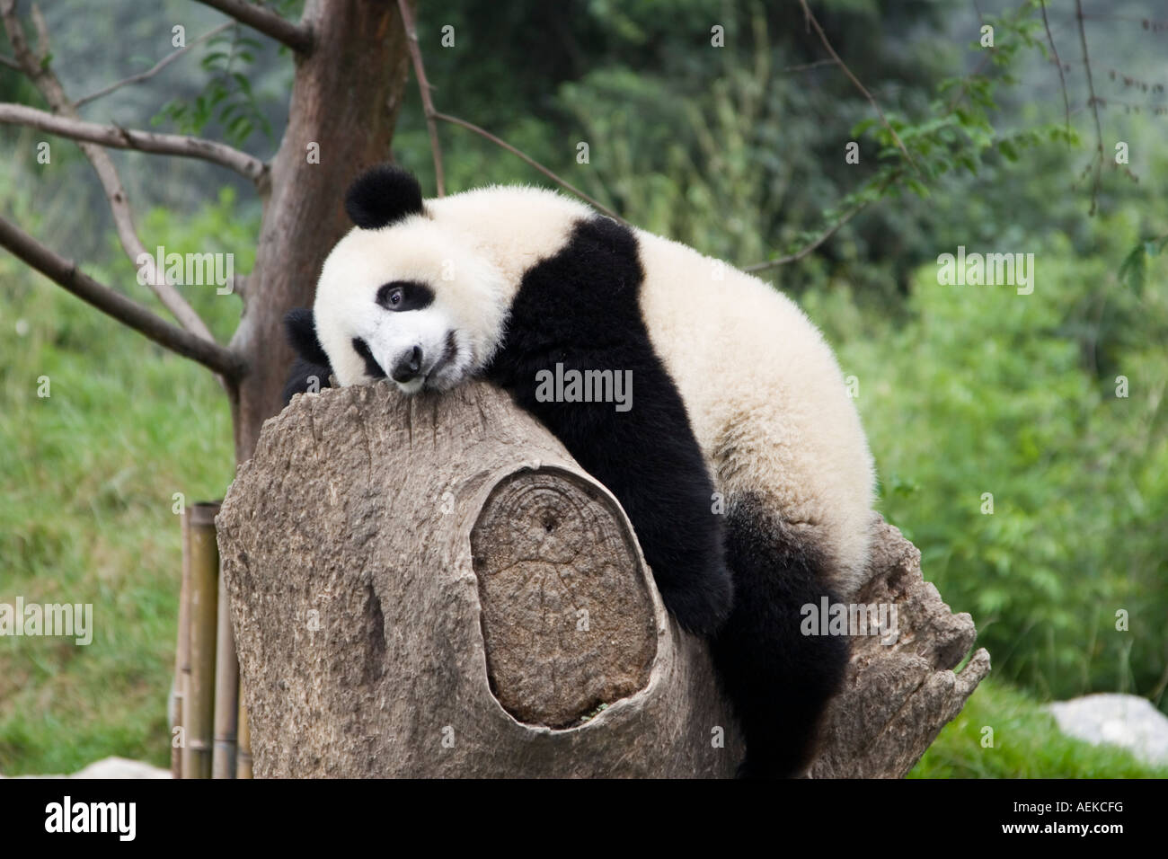 A panda in the panda centre at Wolong Nature Reserve, Sichuan, China ...
