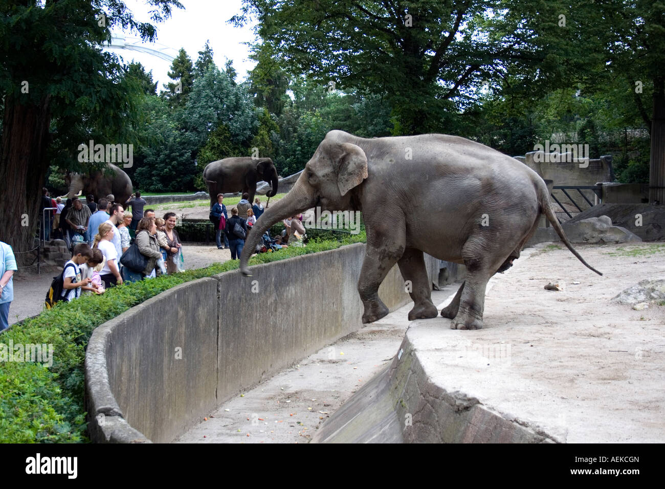 Elephant in a zoo Stock Photo - Alamy