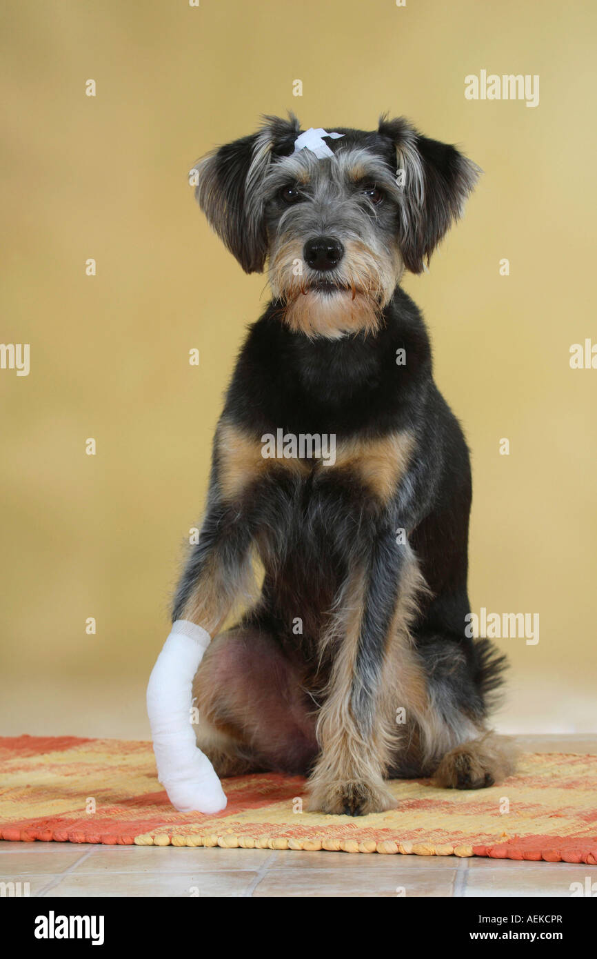 Mixed Breed Dog with bandaged paw and medical strip injured bandage ...