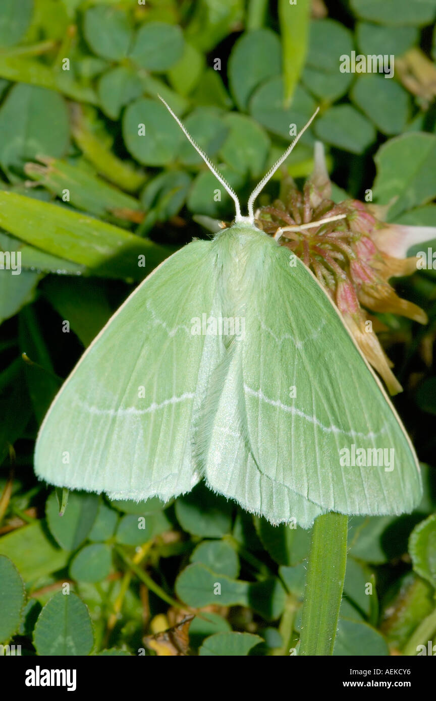Small Emerald Moth Hemistola chrysoprasaria Stock Photo - Alamy