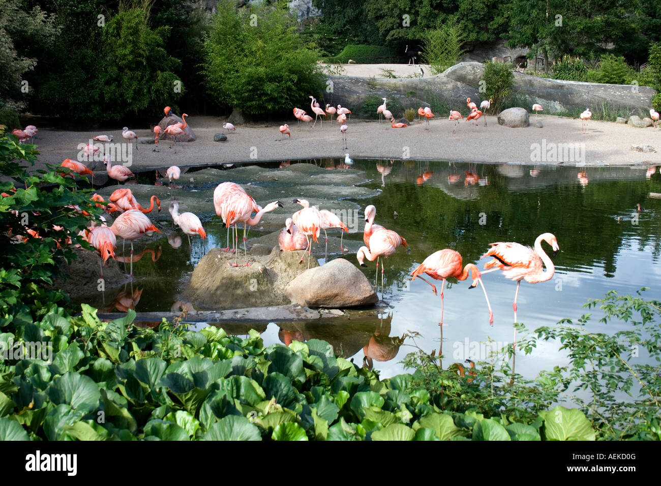 Flamingos in a zoo Stock Photo - Alamy