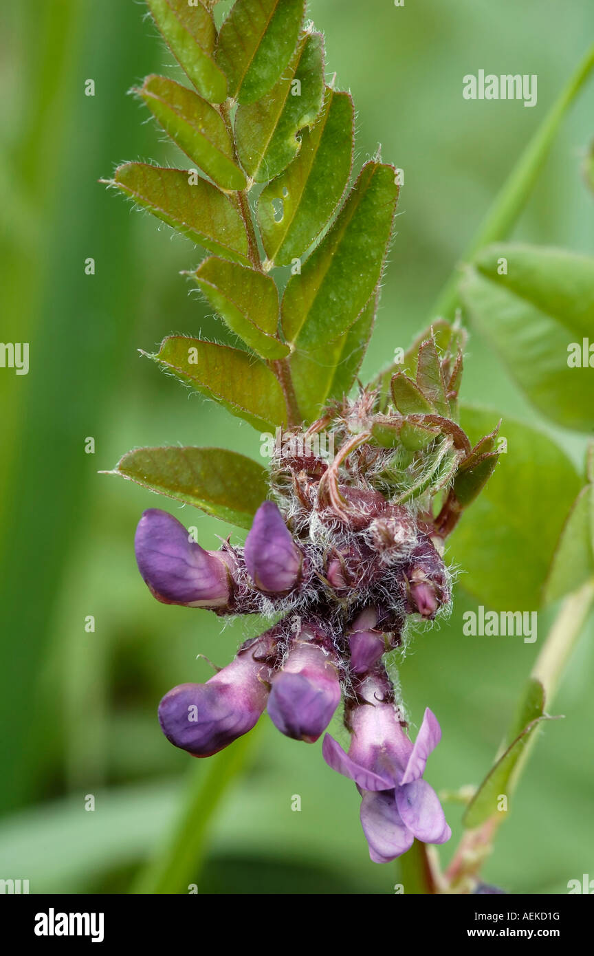 Bush Vetch Vicia sepium Stock Photo - Alamy