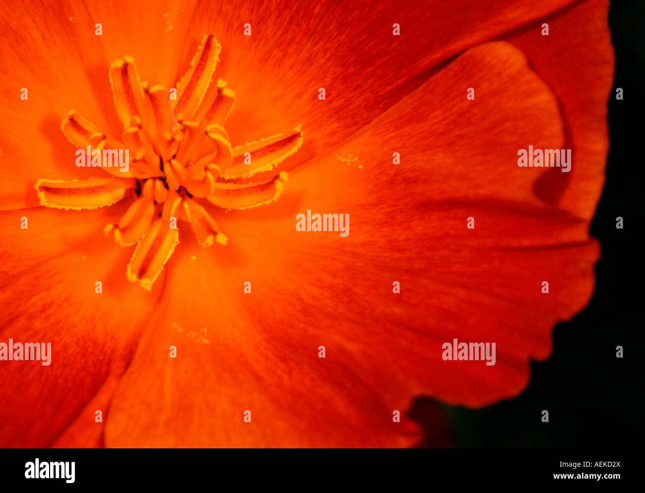 Red Poppy close up Stock Photo - Alamy