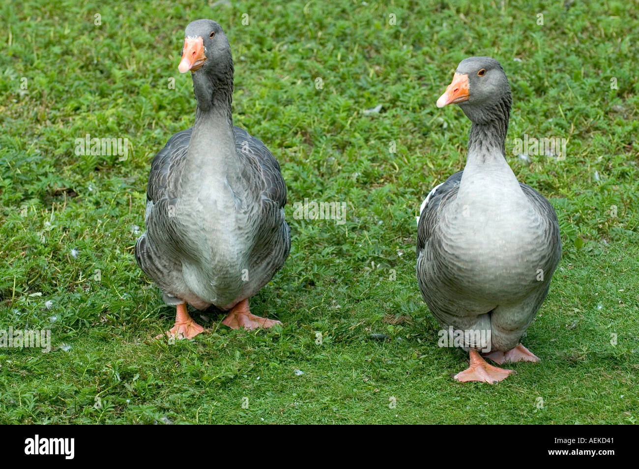 Pair of gray geese Stock Photo - Alamy