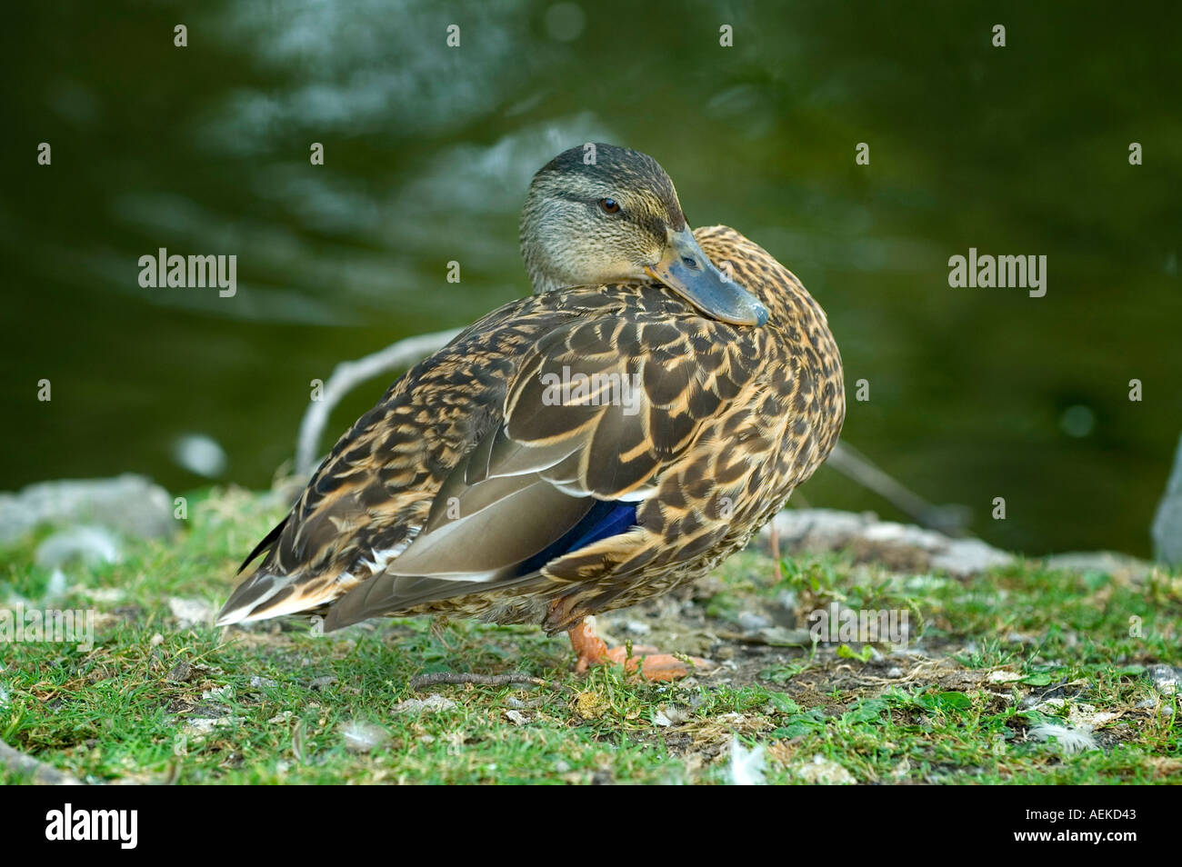 female mallard duck Stock Photo - Alamy