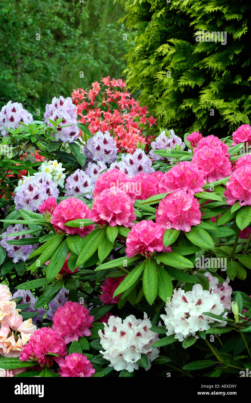 Rhododendron and Azalea border Stock Photo - Alamy