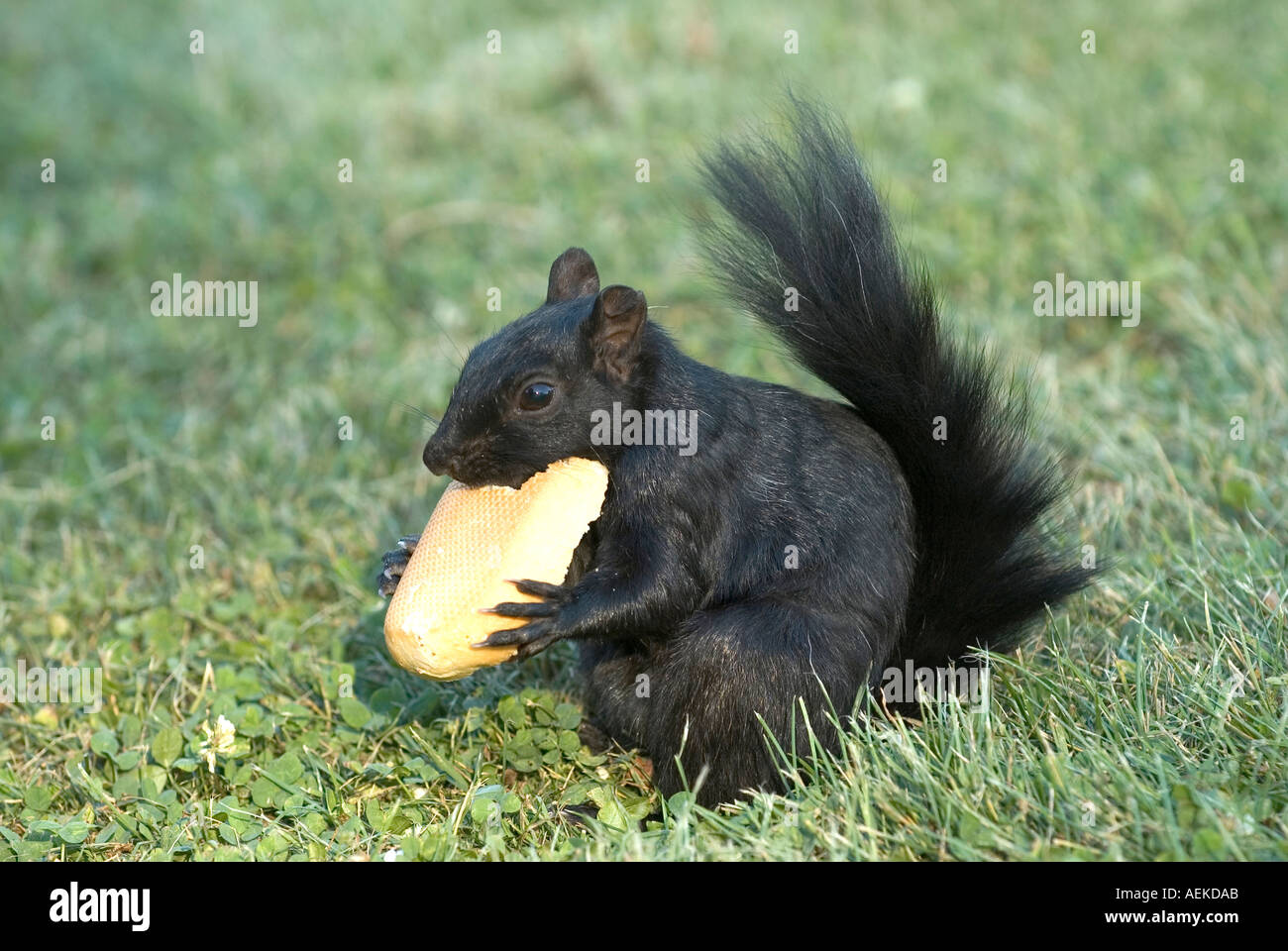 Black squirrel eating a piece of bread Stock Photo - Alamy