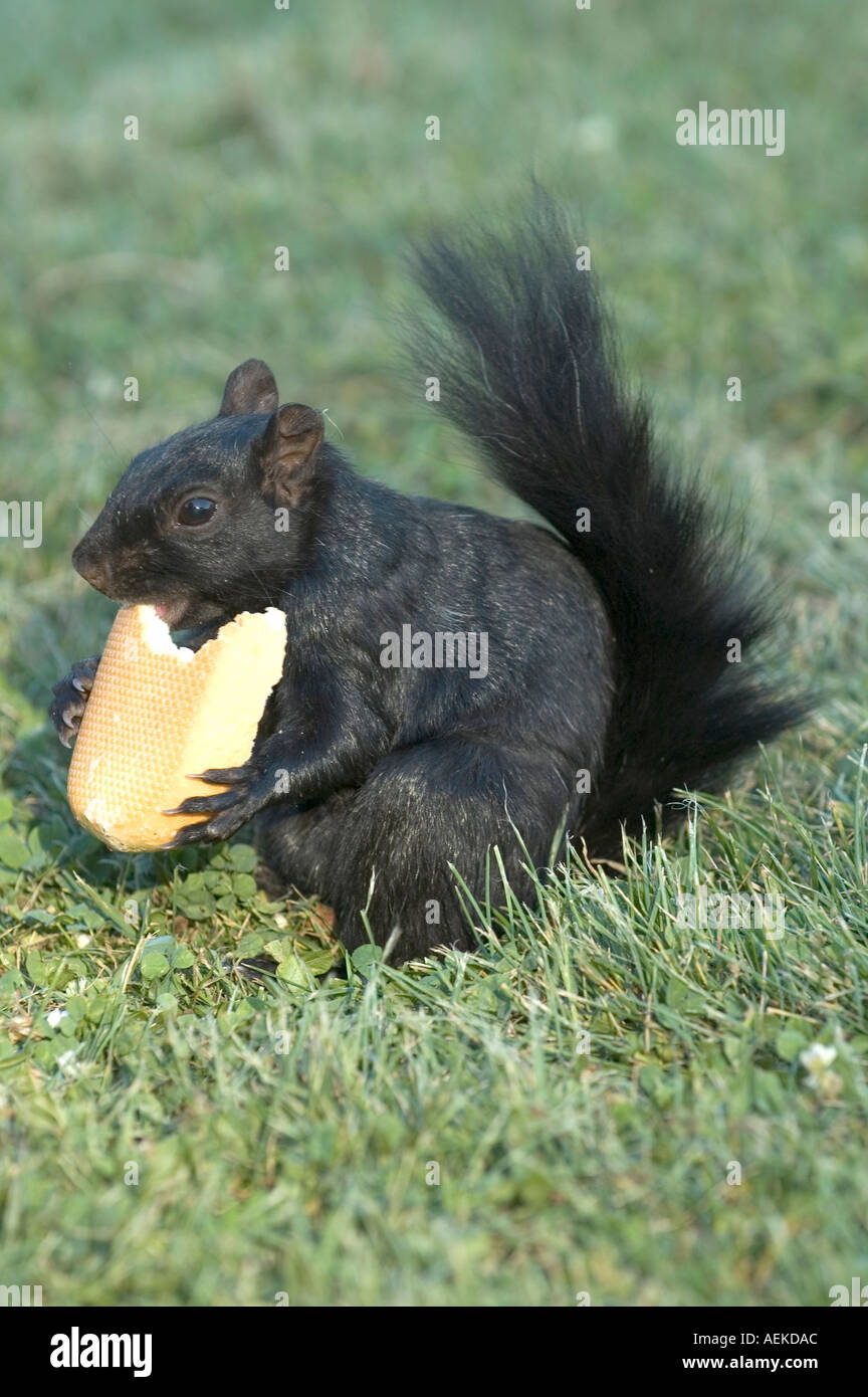 Black squirrel eating a piece of bread Stock Photo - Alamy