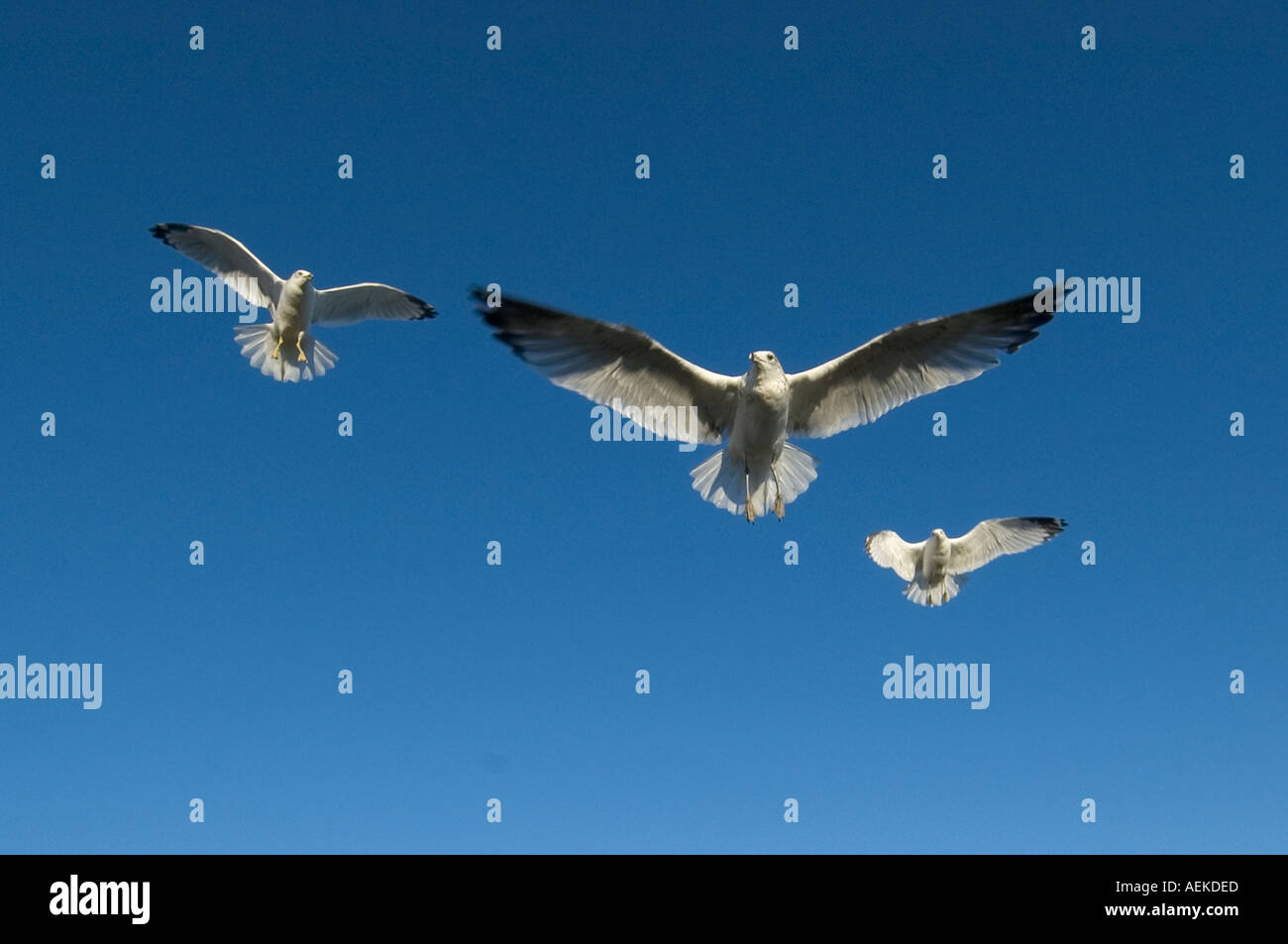 Seagulls in flight Stock Photo - Alamy