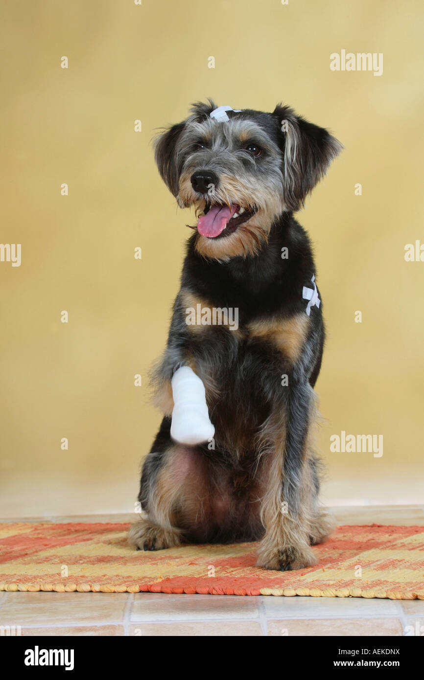 Dog with bandaged paw hi-res stock photography and images - Alamy