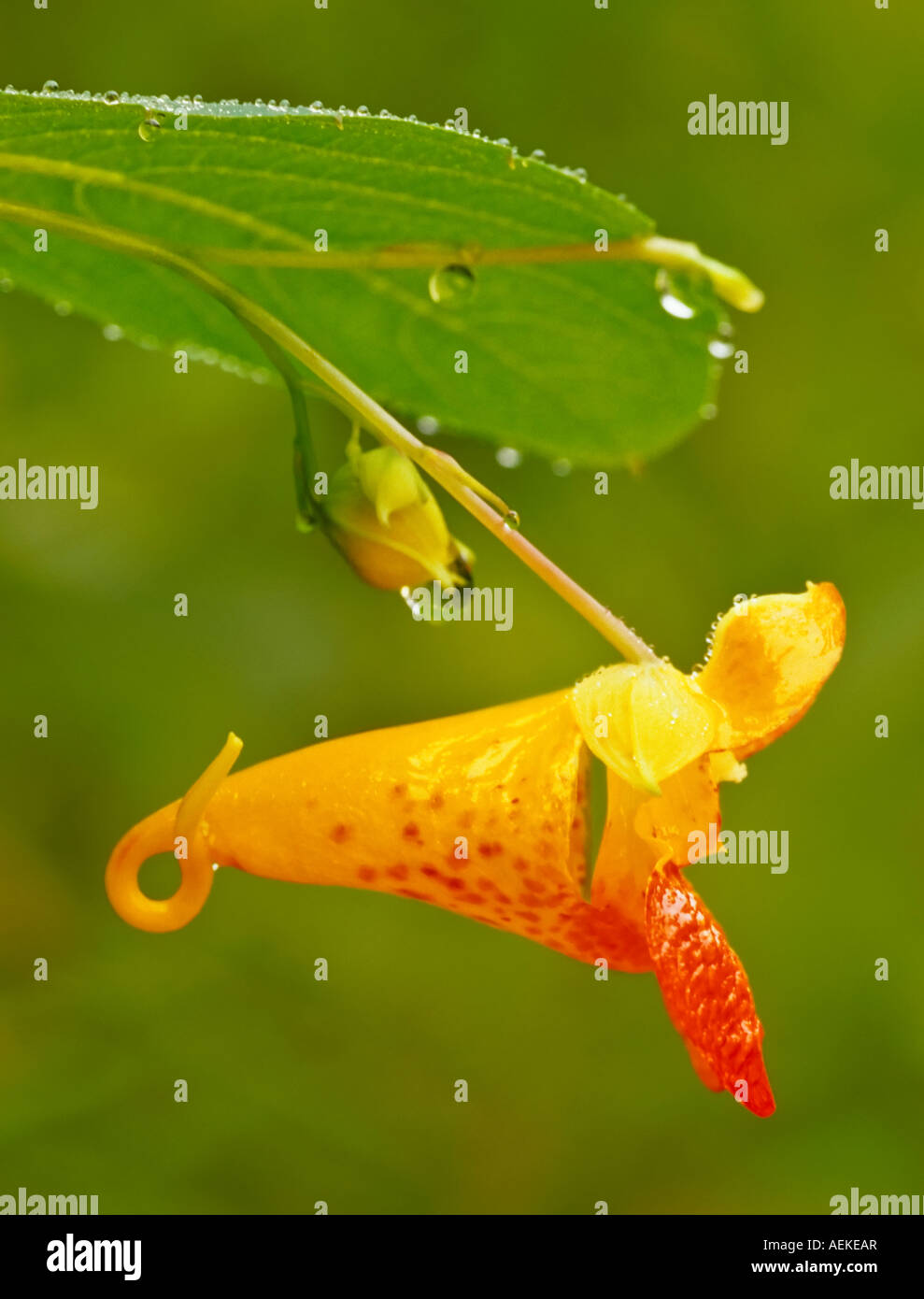 Spotted Touch Me Not Jewelweed Impatiens capensis after rain Stock ...