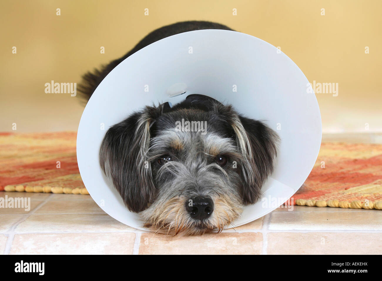 Mixed Breed Dog with protection funnel Stock Photo - Alamy