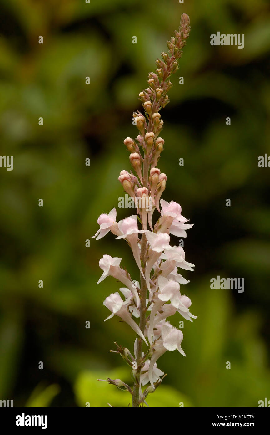 Purple Toadflax Linaria purpurea Pink form Stock Photo - Alamy