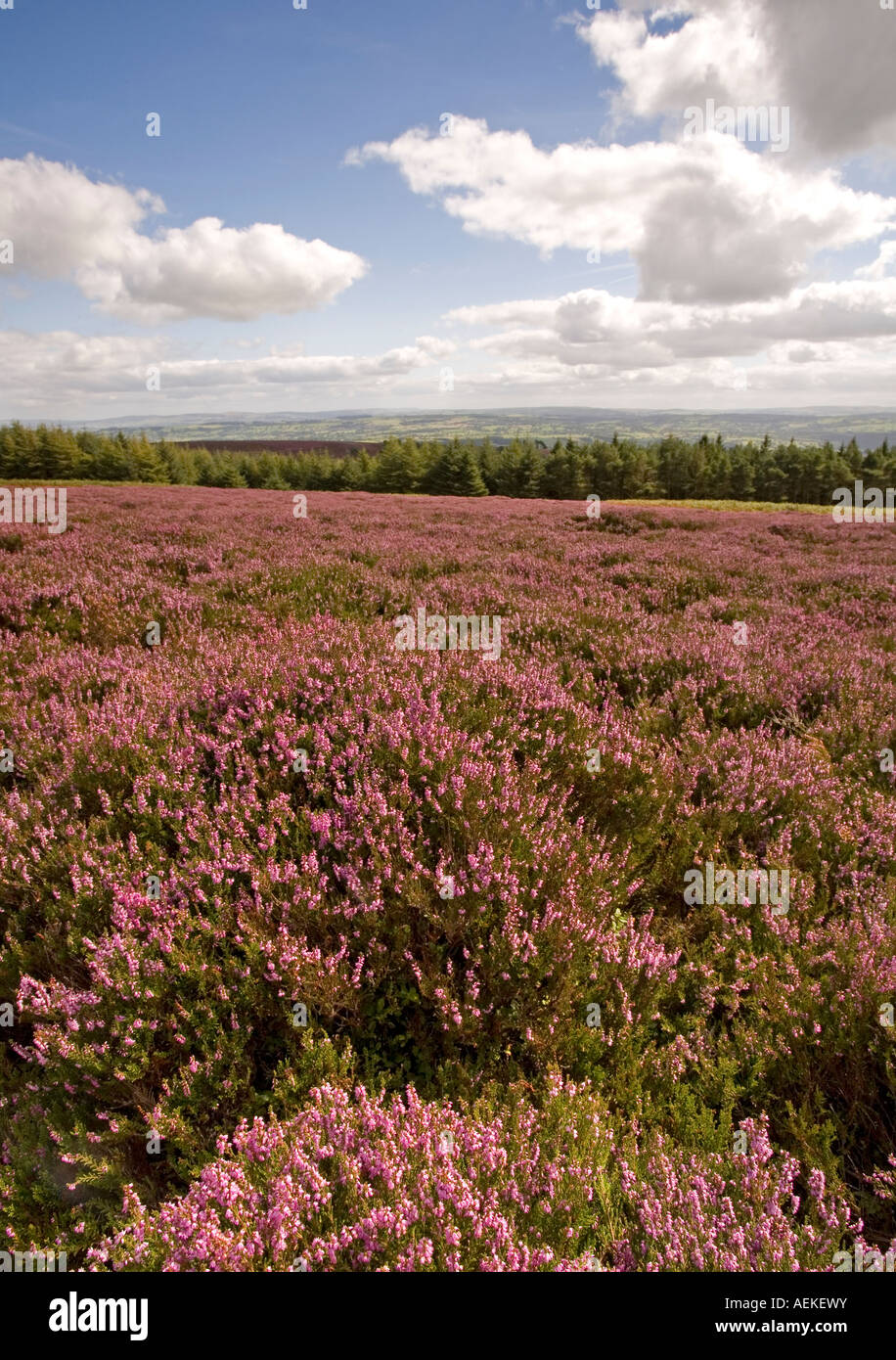 Heather moor, Jeffrey Hill, Lancashire Stock Photo - Alamy