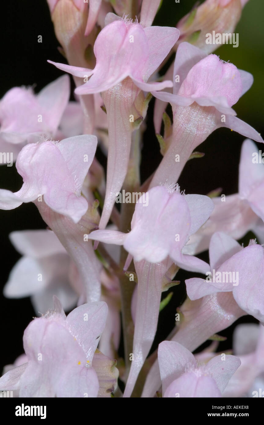 Pink form hi-res stock photography and images - Alamy