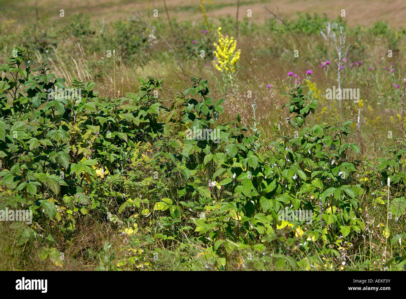 wild raspberry bush Stock Photo - Alamy