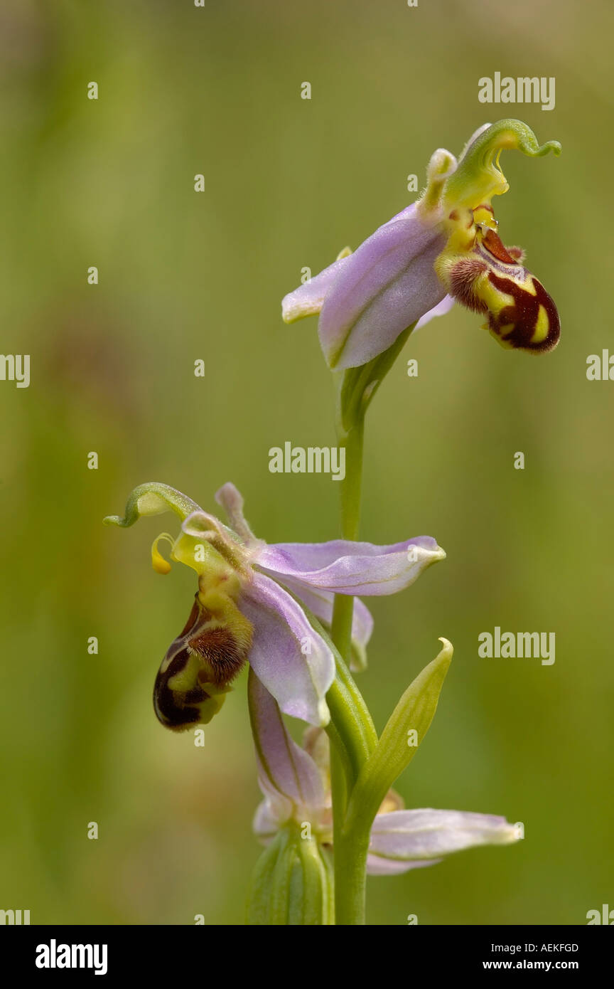 Bee Orchid Ophrys Apifera Stock Photo - Alamy
