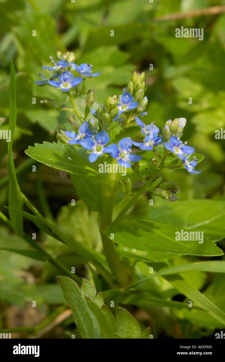 Blue brooklime flower hi-res stock photography and images - Alamy