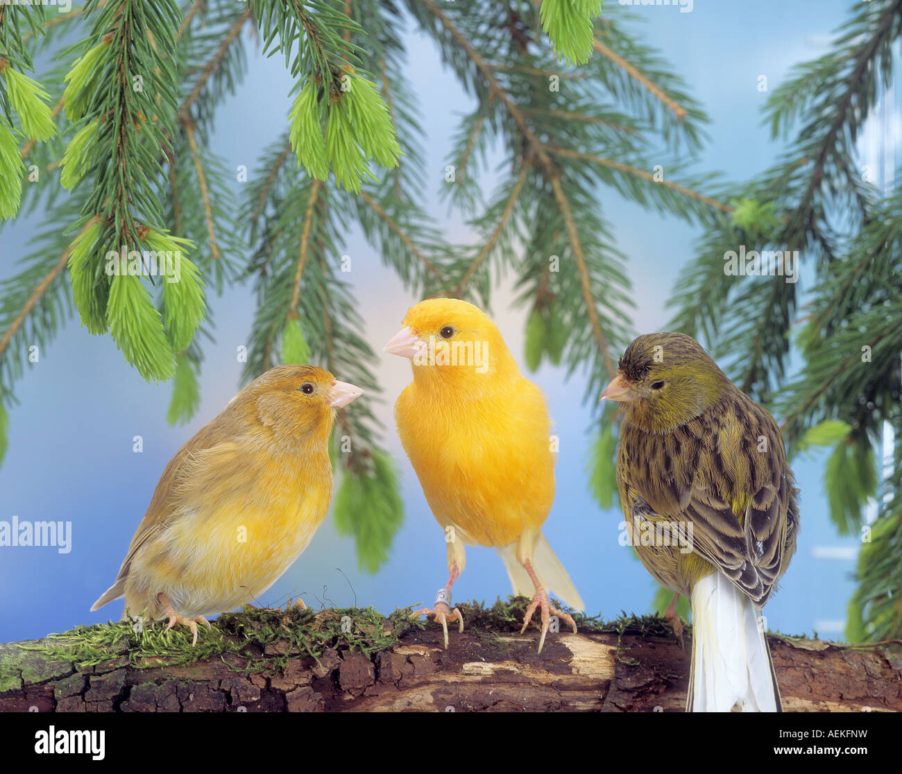 three canaries on branch Stock Photo - Alamy