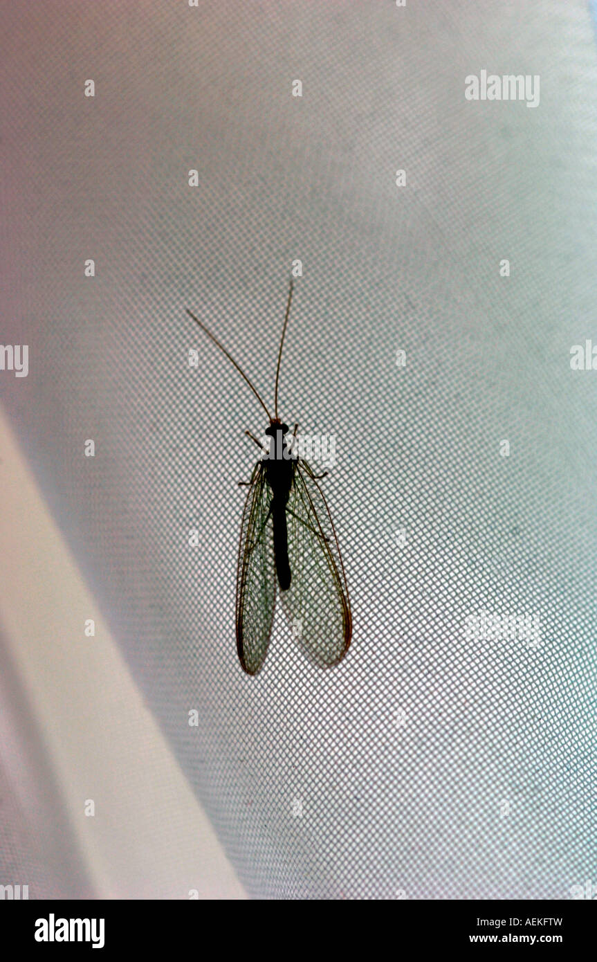 Wild insect picture hi-res stock photography and images - Alamy