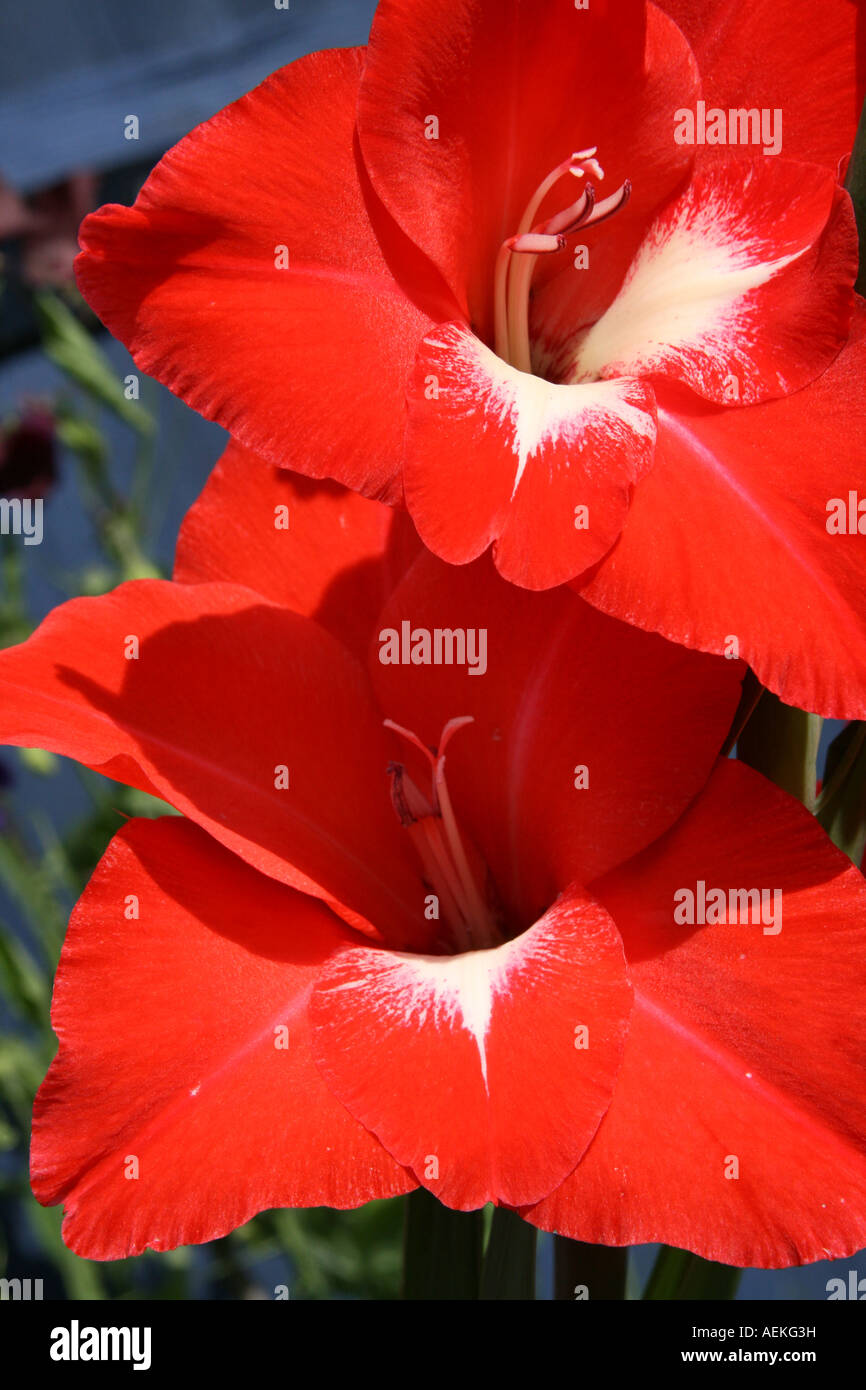 Bright red flowers of Gladioli, England UK Stock Photo - Alamy