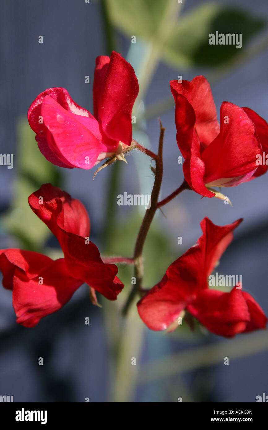 Red flowers of climbing plant Sweet Pea grown from seed, England UK ...